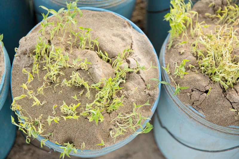 Bean Sprouts on sand stock photo. Image of growth, dirt - 53910606