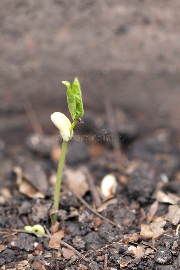 Bean Sprouts stock image. Image of element, sapling, space - 58283867
