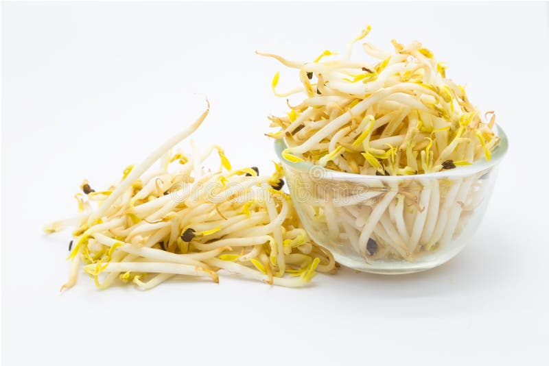 Bean Sprouts stock photo. Image of natural, green, cook - 57726780