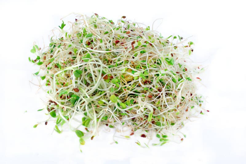 Bean Sprouts Isolated on White Background. Organic Sprouts Top View ...