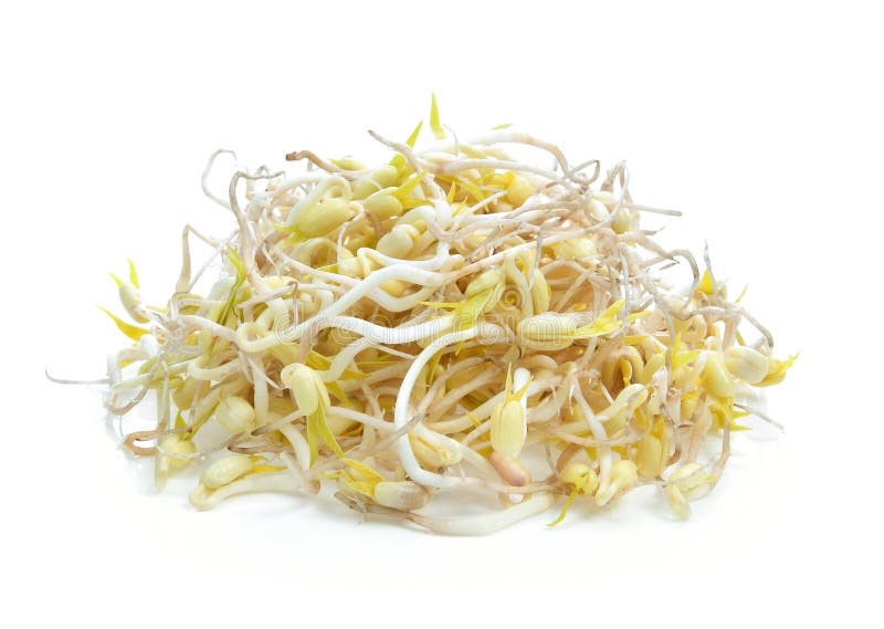 Bean Sprouts on White stock image. Image of growth, mung - 229417487