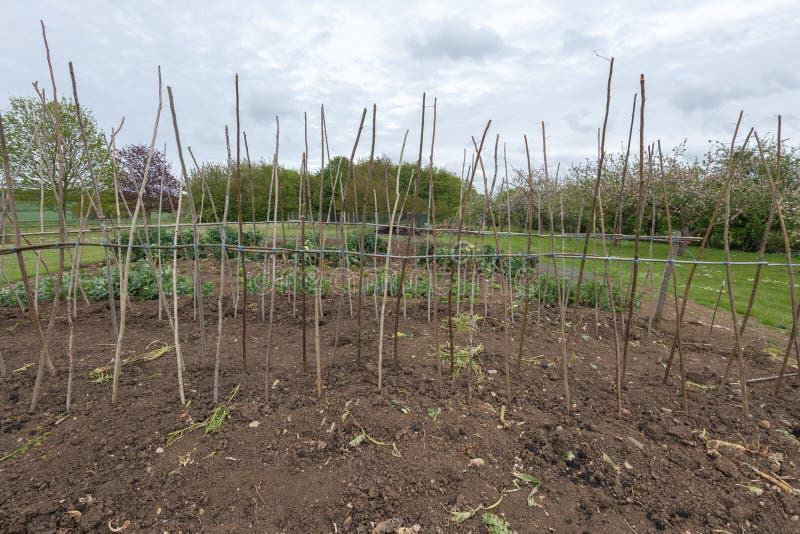 Bean sticks stock photo. Image of garden, improvisation - 218952632