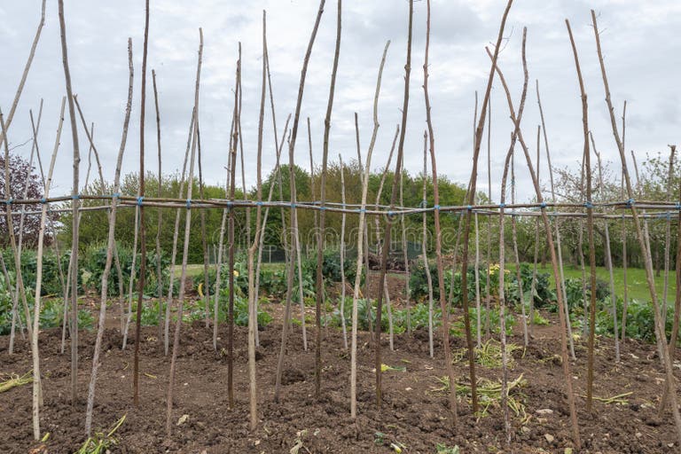 Bean sticks stock image. Image of french, horticultural - 218952813