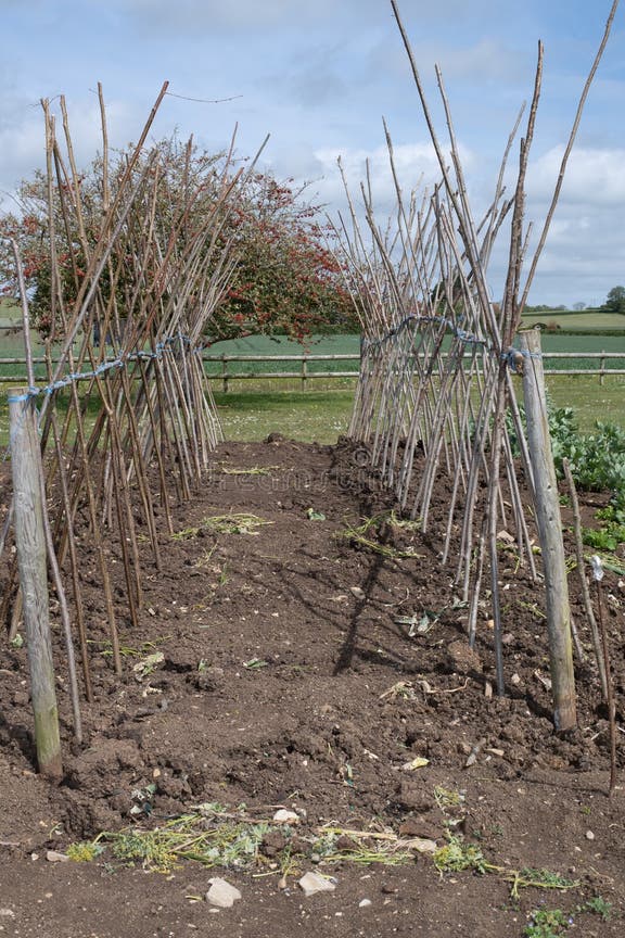 Bean sticks stock photo. Image of home, floral, cheap - 219718440