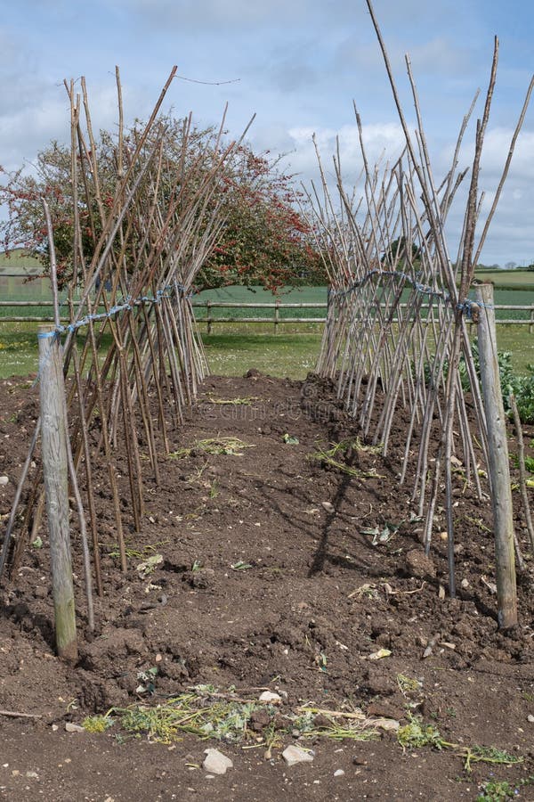Bean sticks stock photo. Image of nature, outdoors, floral - 219718472