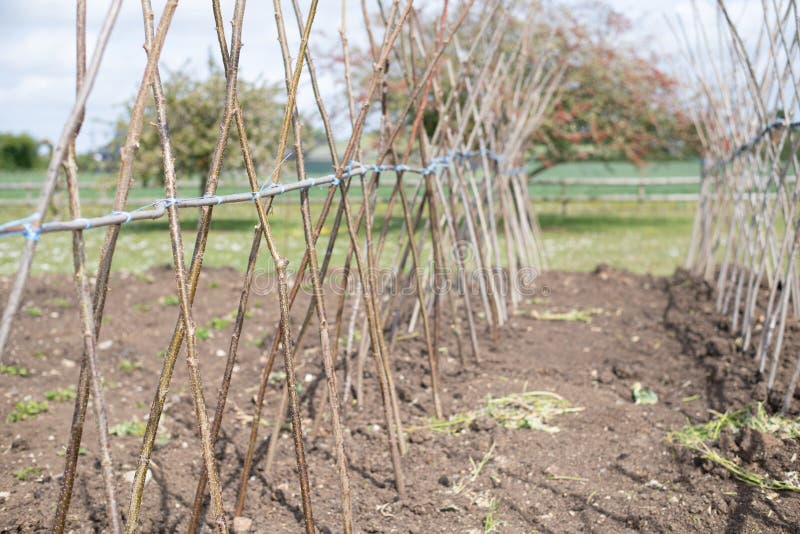 Bean sticks stock image. Image of improvisation, climbing - 219718485