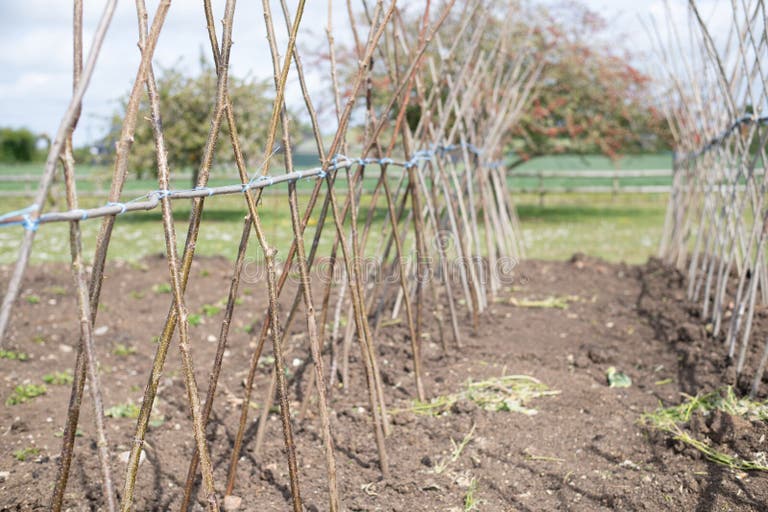 Bean sticks stock image. Image of improvisation, climbing - 219718485