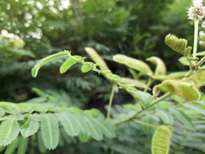 Bean Tree with Green Leaves Stock Image - Image of garden, flower ...