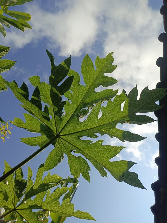 Bean Tree, the Long Yield is Ready To Eat. Stock Photo - Image of long ...