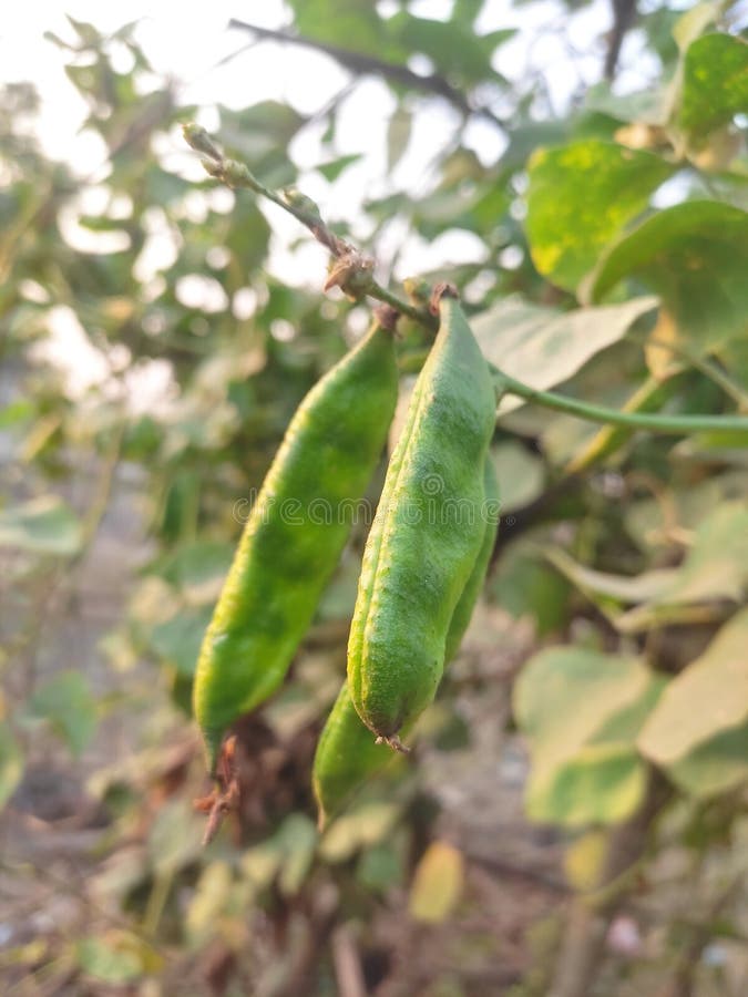 A Bean Tree with Some Beans Stock Photo - Image of nature, flower ...