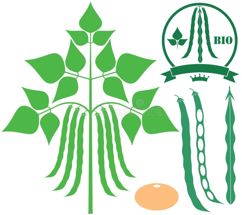 Bean stock vector. Illustration of sign, branch, claret - 48713724