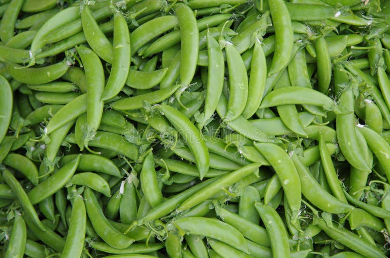 2,087 Snow Bean Photos - Free & Royalty-Free Stock Photos from Dreamstime