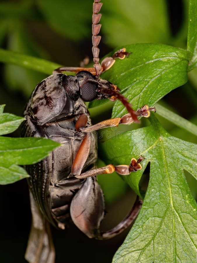 Bean Weevils Stock Photos - Free & Royalty-Free Stock Photos from ...