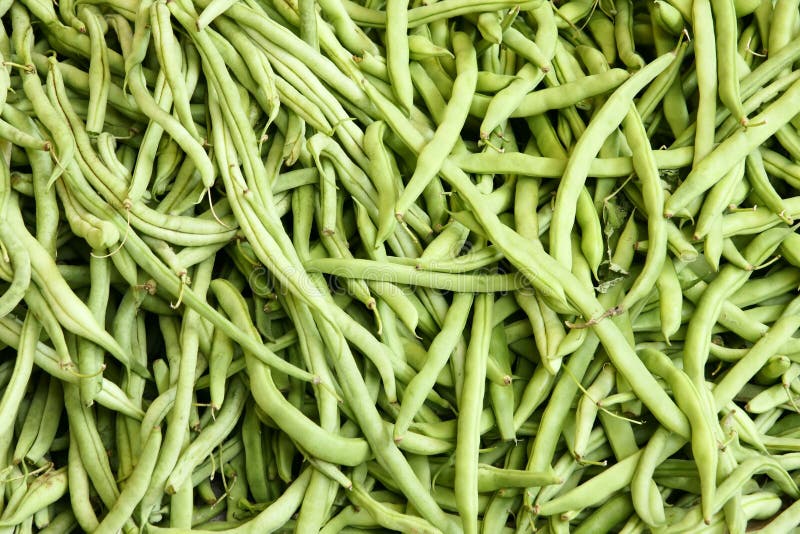 Beanpods stock photo. Image of vegetables, food, healthy - 17513750