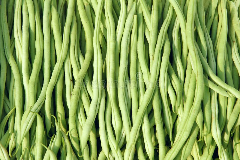 Beanpods stock photo. Image of vegetables, food, healthy - 17513750