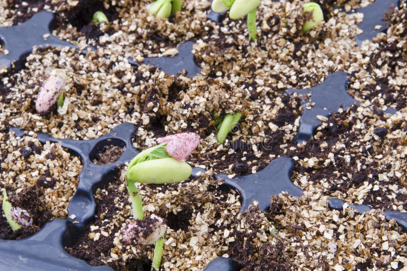 Beans stock photo. Image of industry, nature, green, roots - 24632460