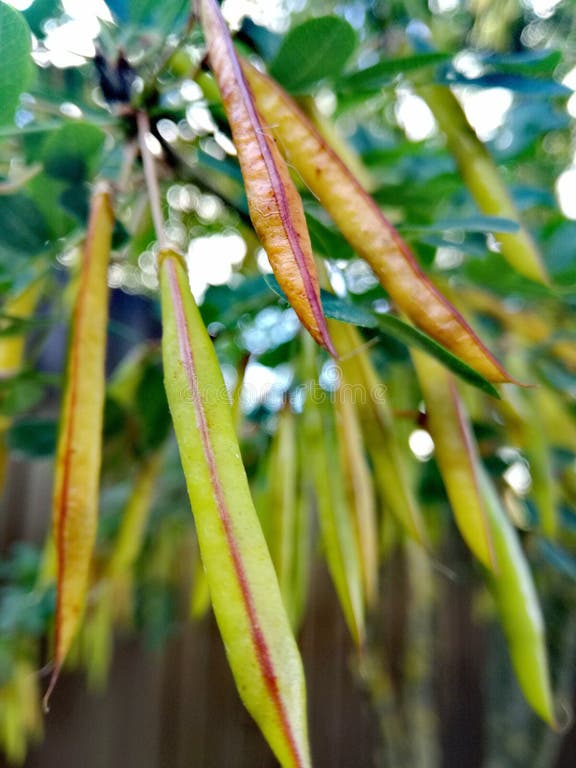 Acacia stock image. Image of beans, acacia, tree, green - 120982625