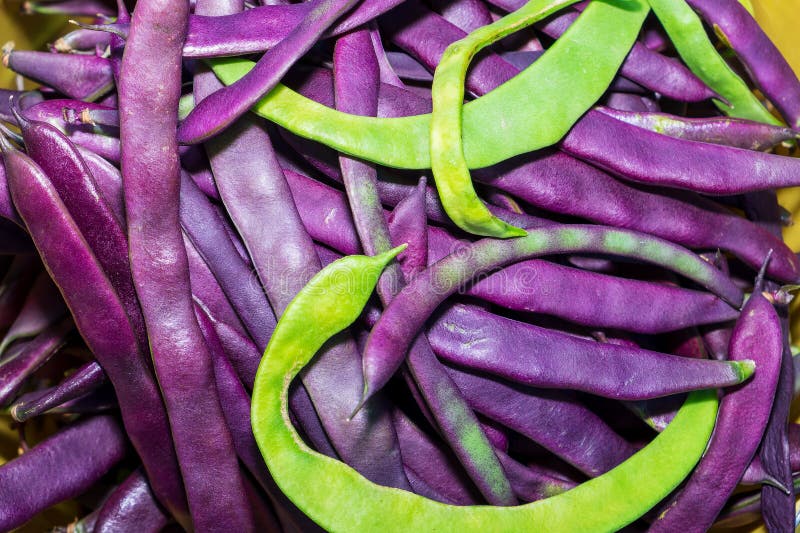 Beans. Asparagus Bean Pods. Purple and Green Stock Photo - Image of ...