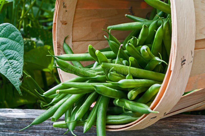 Beans in a Basket stock photo. Image of basket, bean - 43615616