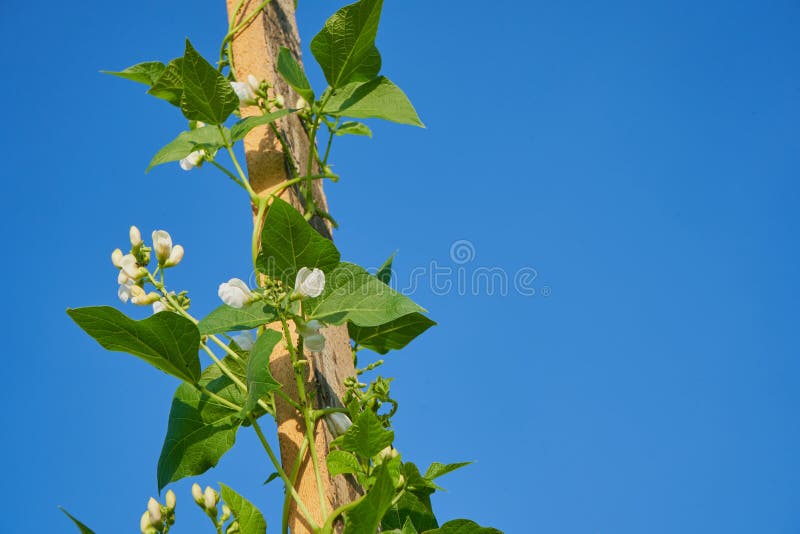 Beans are Blooming,pests on Beans that Bloom on a Wooden Stick Stock ...