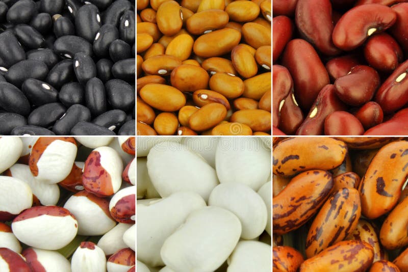 Beans - Collection of Different Varieties Stock Image - Image of ...
