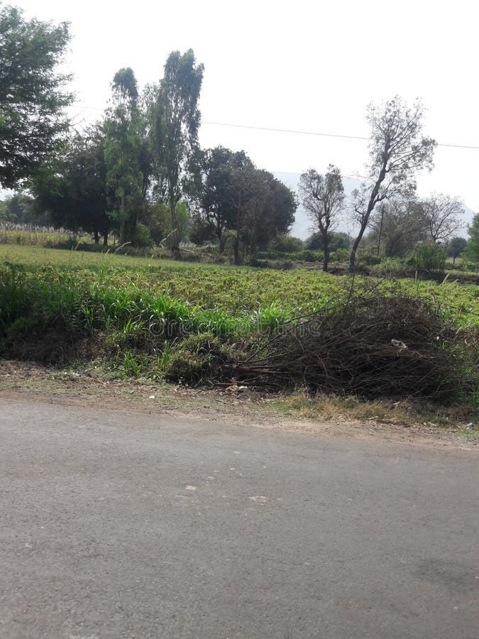 Beans Crop Plants Growing in Indian Farm Stock Image - Image of fresh ...