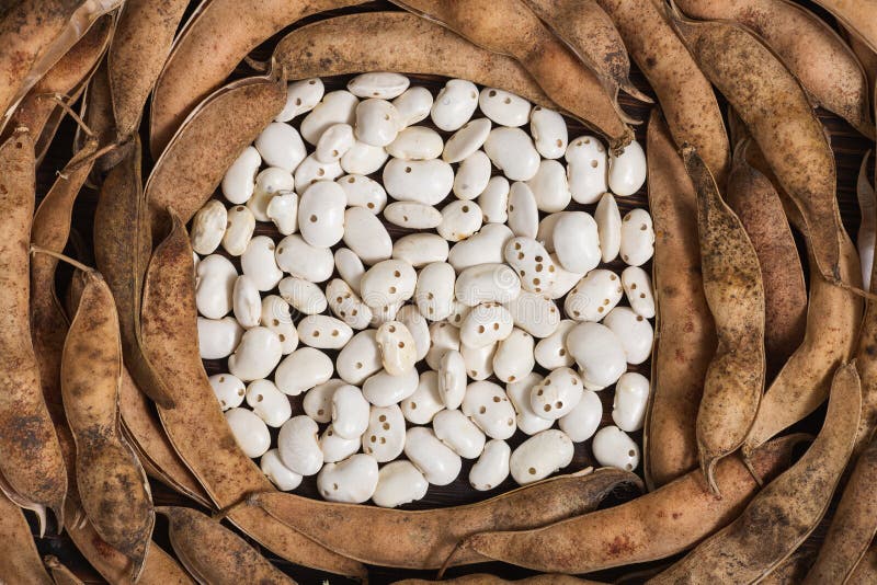 Beetles ( Acanthoscelides Obtectus ) are Sitting on Bean Seeds Stock ...