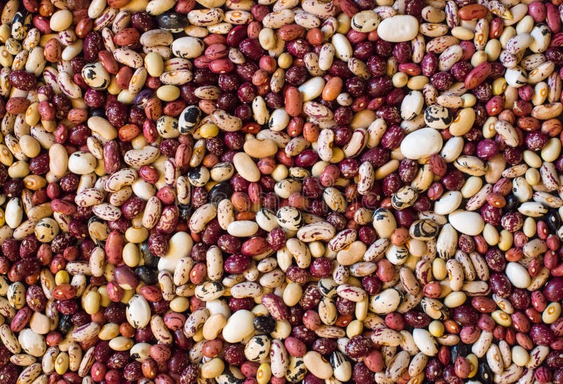 Beans of Different Colors and Species Stock Image - Image of gardening ...