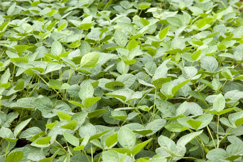 Beans field stock image. Image of nebraska, fava, mountain - 14762931
