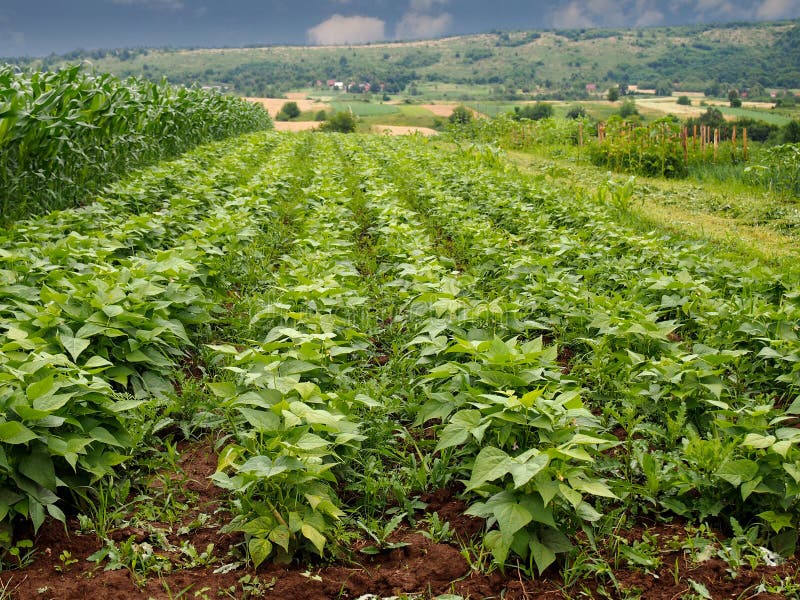 Beans field stock image. Image of plant, summer, field - 45257363