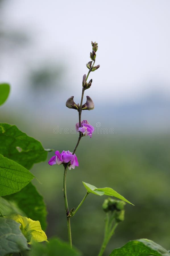 Beans flower stock image. Image of fields, vegetables - 26349903