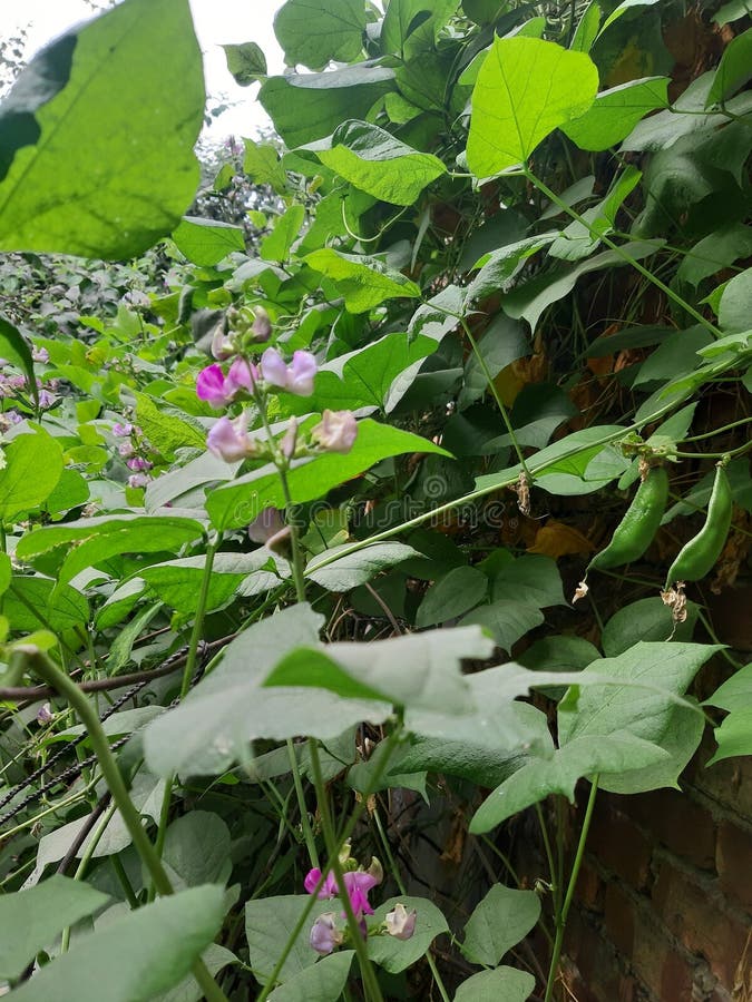 Beans flower. Beans plants stock image. Image of beans - 379683349