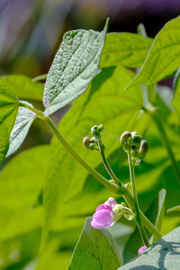 Beans. a Flowering Bean Plant Stock Photo - Image of legume, plant ...