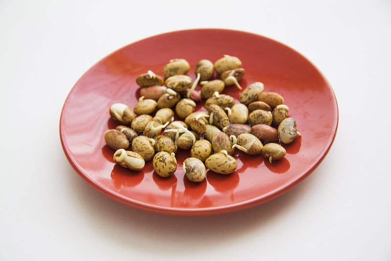 Beans germs stock image. Image of germs, germ, environment - 55123113