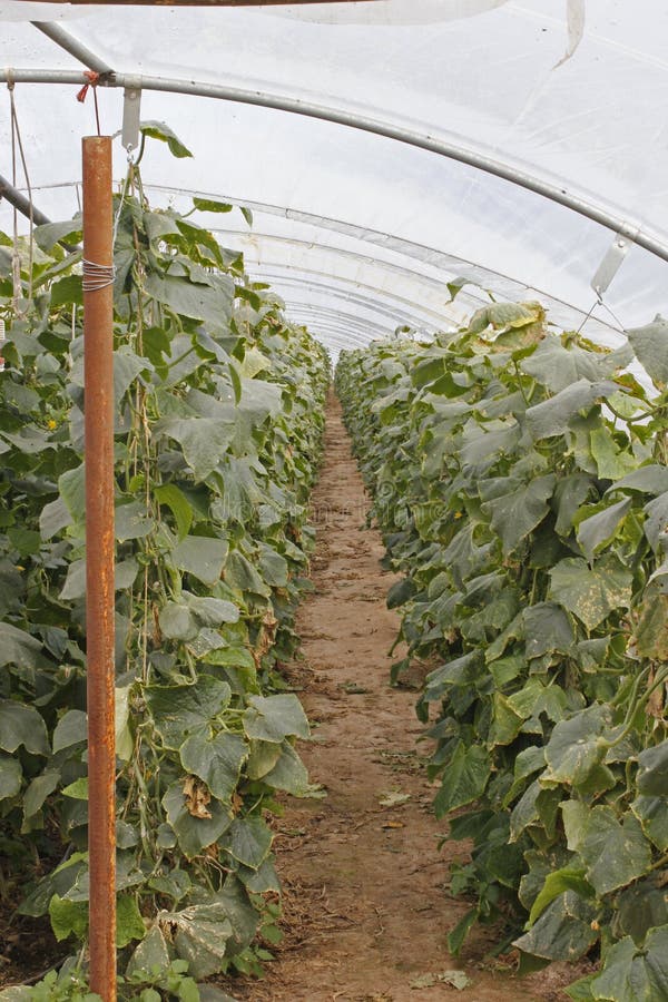 Beans stock image. Image of greenhouse, farming, autumn - 33863865