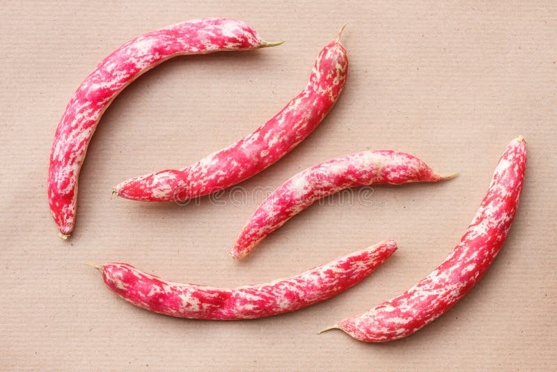 Beans stock image. Image of legume, nature, cranberry - 237925423