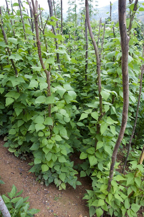 Peppers Growing Huachuca Mountains Stock Photos - Free & Royalty-Free ...