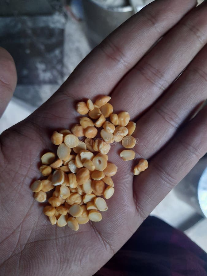 Beans in hand stock photo. Image of organic, bean, grain - 221835080