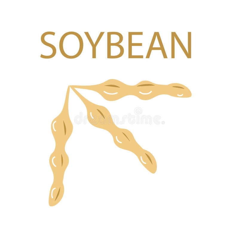 Beans on an Isolated Background, Soy Logo Vector Graphics in 3D Cartoon ...
