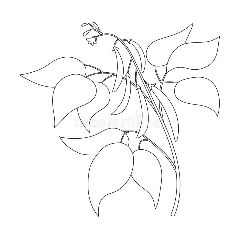 String Beans Outline Stock Illustrations – 74 String Beans Outline ...