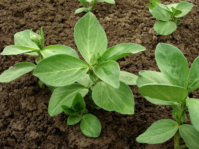 Beans seedlings stock image. Image of cultivation, legume - 22159131