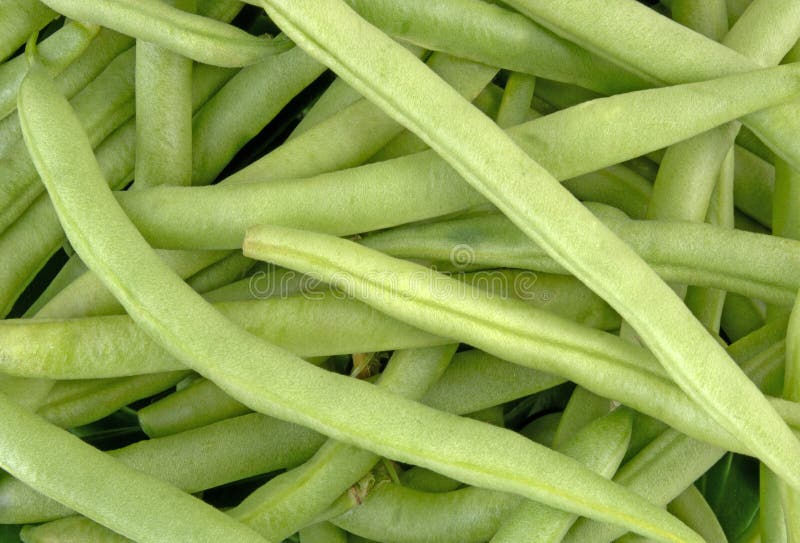 Beans-Snap Green stock photo. Image of green, produce, garden - 169112