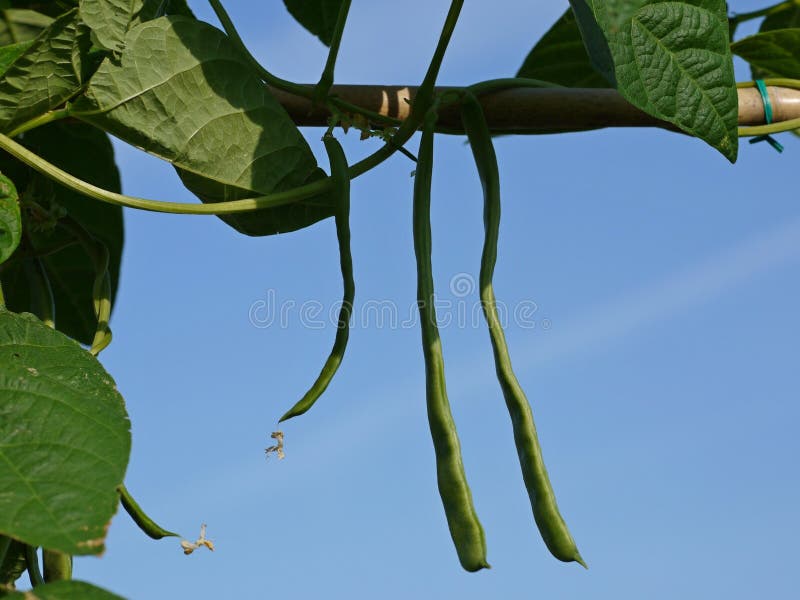 Beans on a stick stock image. Image of healthy, diet - 50989087