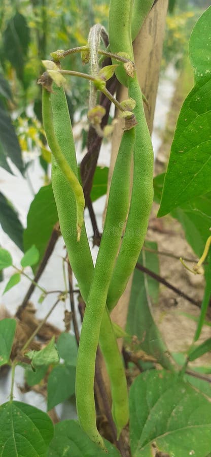 317 Beans Seeds Nambale Type Stock Photos - Free & Royalty-Free Stock ...