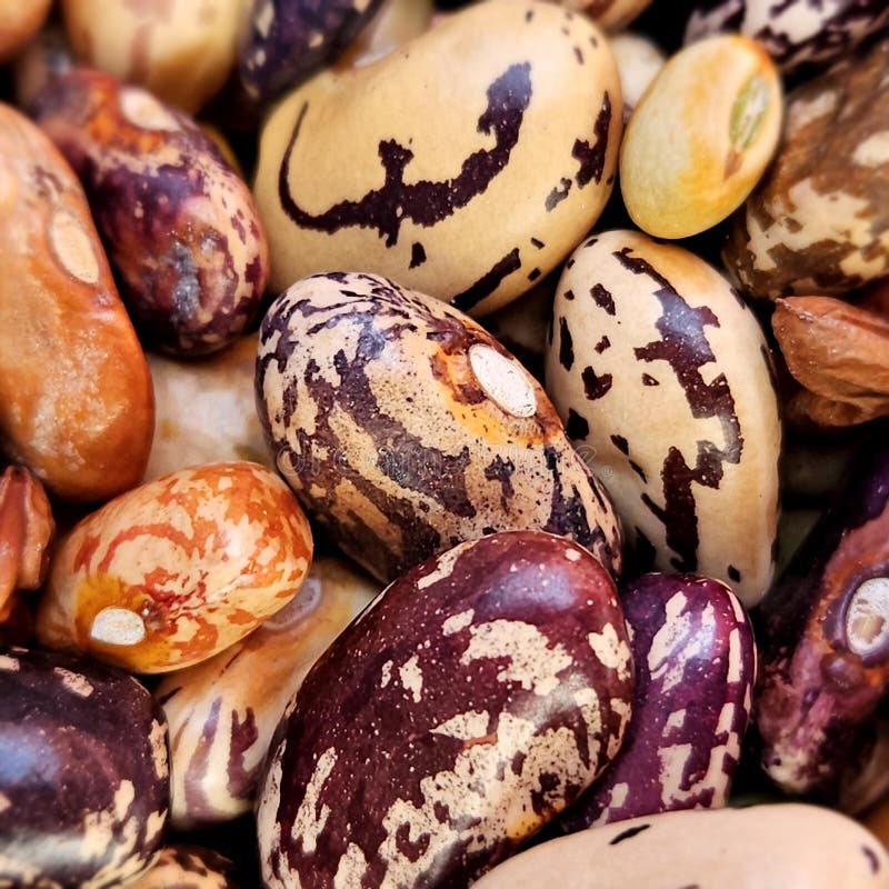 Beans from Uttarakhand ,Rare Winter Beans Stock Image - Image of winter ...