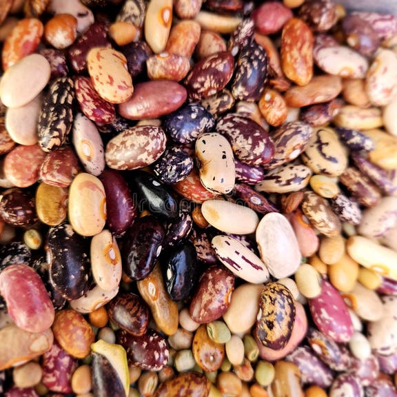 Beans from Uttarakhand ,Rare Winter Beans Stock Image - Image of winter ...