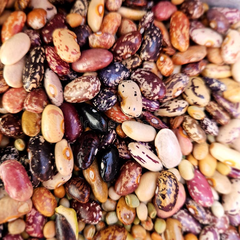 Beans from Uttarakhand ,Rare Winter Beans Stock Image - Image of winter ...