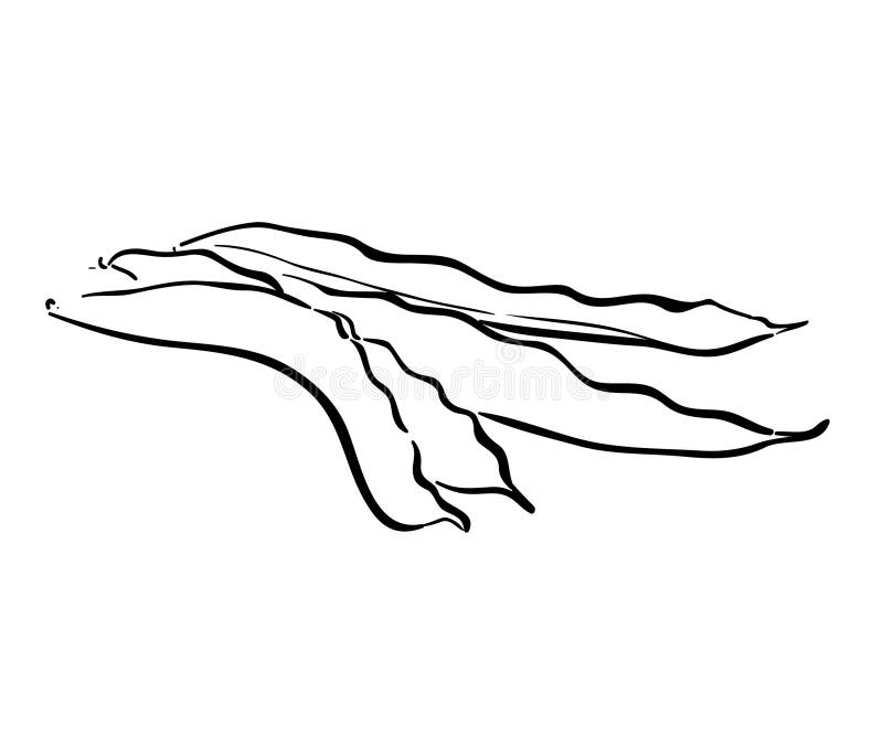 Beans Vector Illustration Line Art Stock Vector - Illustration of ...