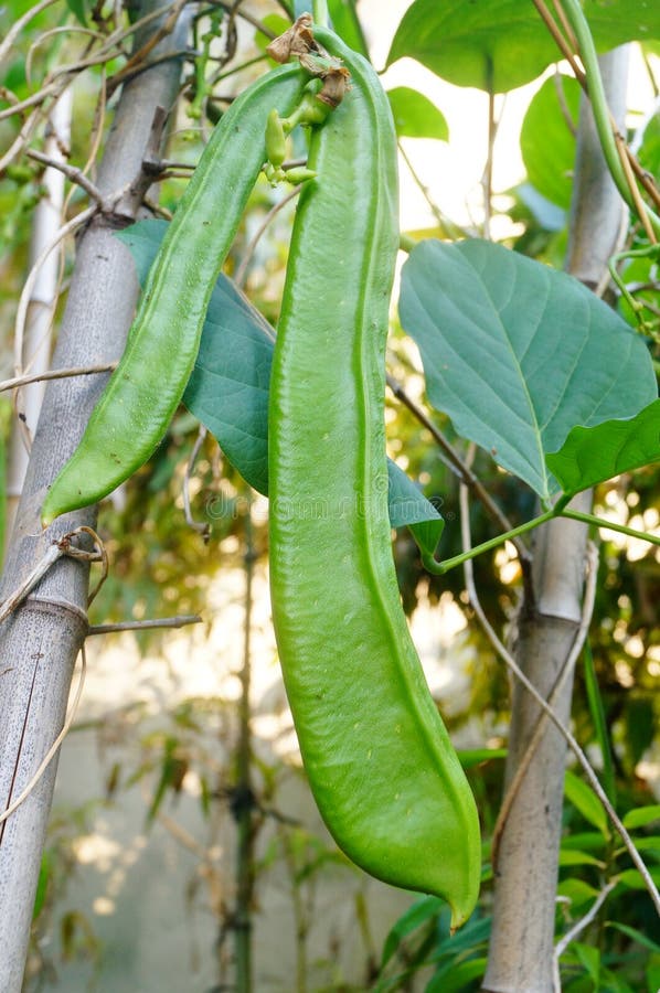 Beans in vegetables. stock photo. Image of called, products - 59931172