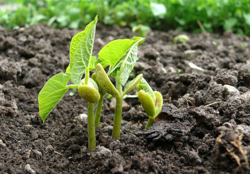 Beans stock image. Image of bean, beans, plant, growth - 31648933